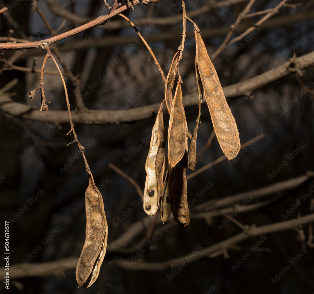Robinia pseudoacacia, commonly known in its native territory as black ...