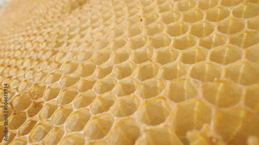 Camera slides over on empty wax honeycombs. Close up of honeycomb frame ...
