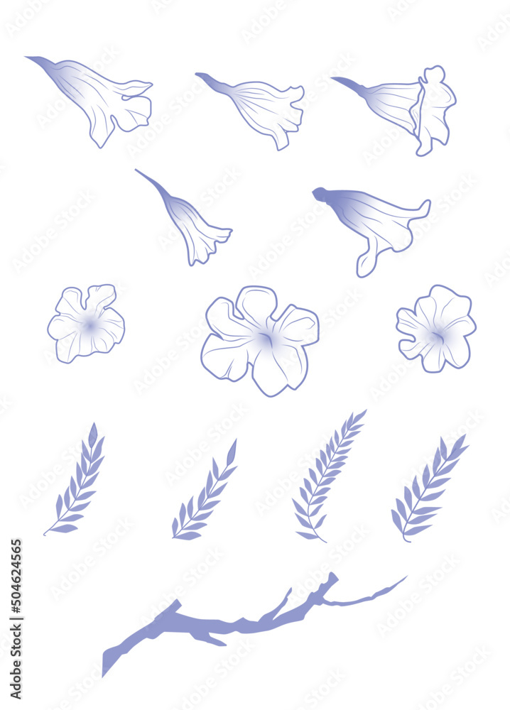 Set of Jacaranda flowers and leaves. Vector illustrations isolated on a ...