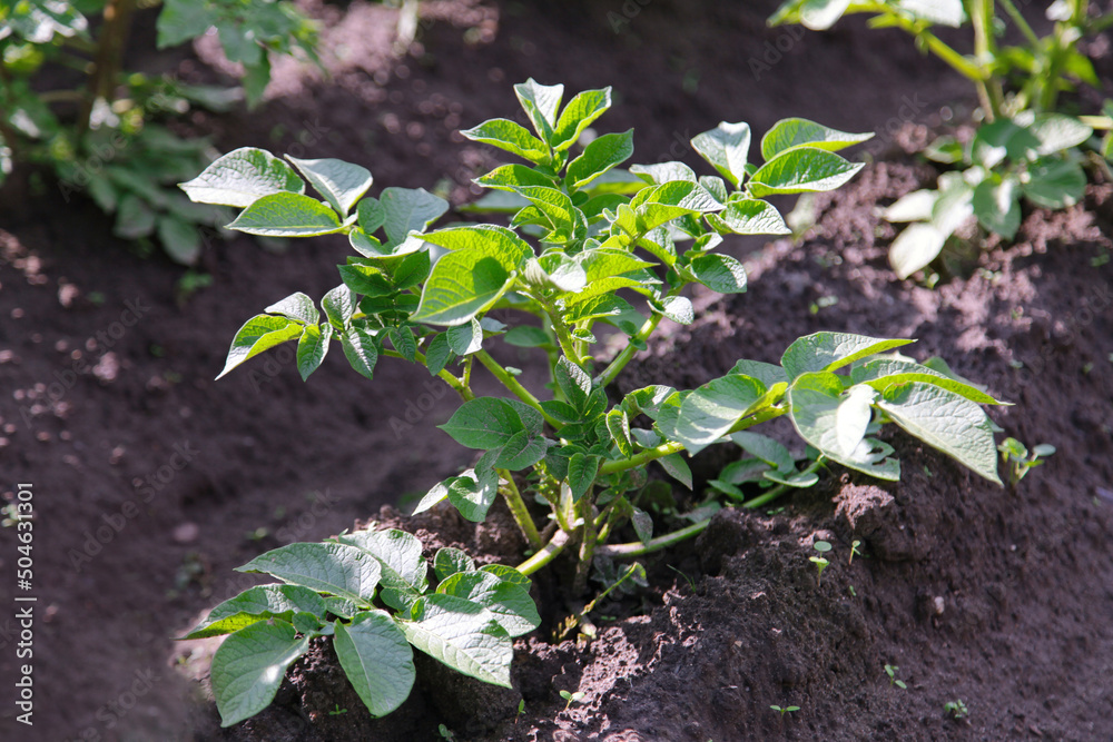 Young potato plant growing on the soil.Potato bush in the garden ...