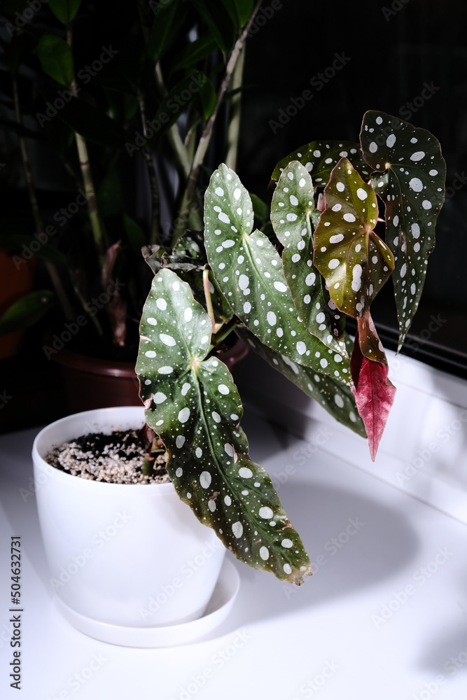 Begonia maculata, spotted plant on a white windowsill. Trout begonia ...