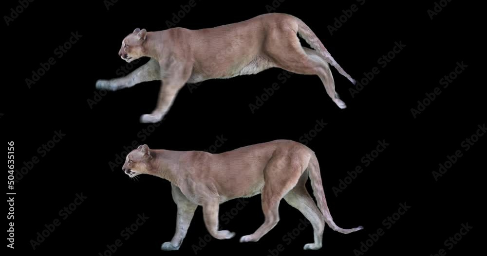 Set of cougar puma walking and running realistic animation. Isolated ...