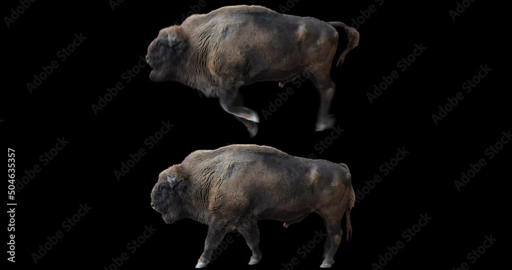 Set of european wood bison walking and running realistic animation ...