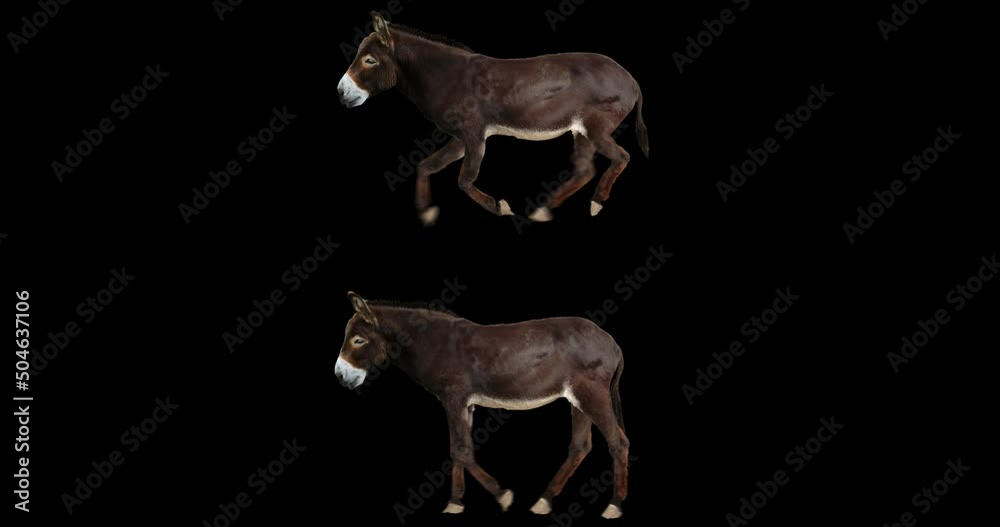 Set of donkey running and walking realistic animation. Isolated animal ...