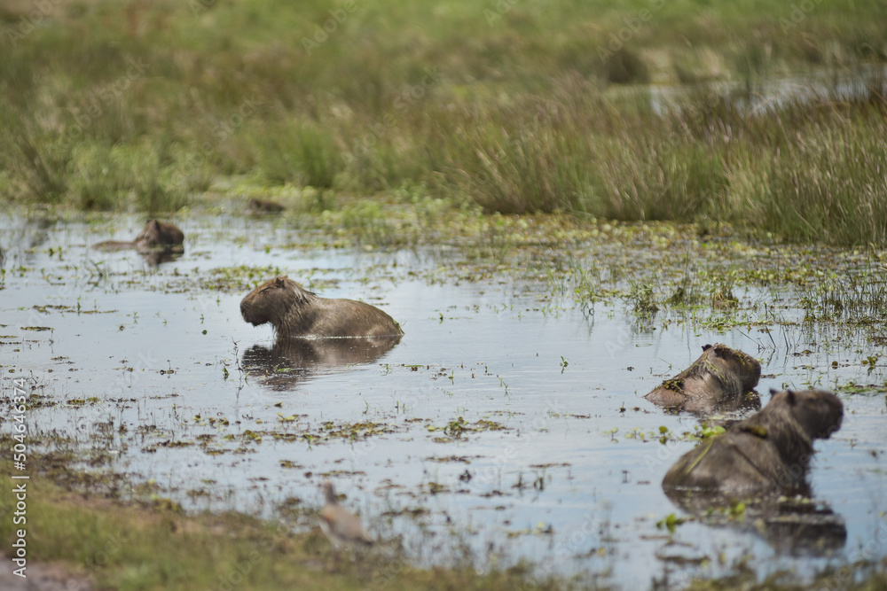 Tierna escena de la familia capibara, madre capibara amamantando a sus ...