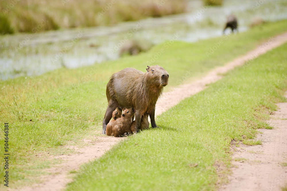 Tierna escena de la familia capibara, madre capibara amamantando a sus ...