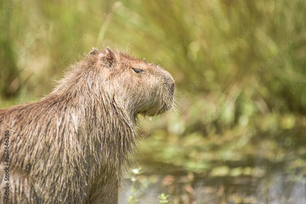 Tierna escena de la familia capibara, madre capibara amamantando a sus ...