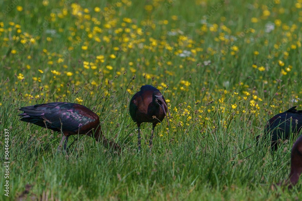 The glossy ibis (Plegadis falcinellus) is a wading bird in the ibis ...