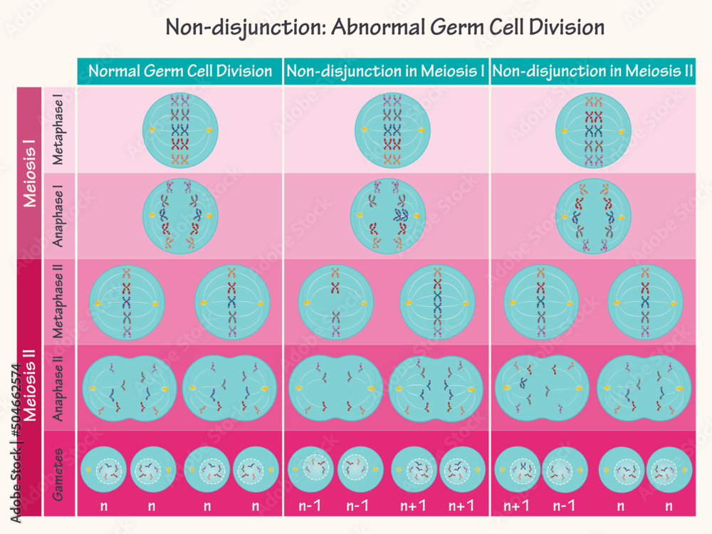 Nondisjunction In Meiosis