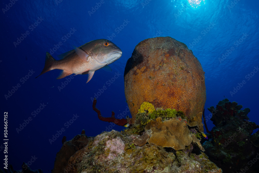 Poster A mutton snapper shot next to a green barrel sponge growing out ...