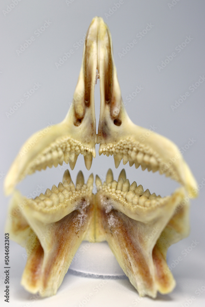 Specimen of the jaw skeleton of Japanes red sea bream(5Kg), close up ...