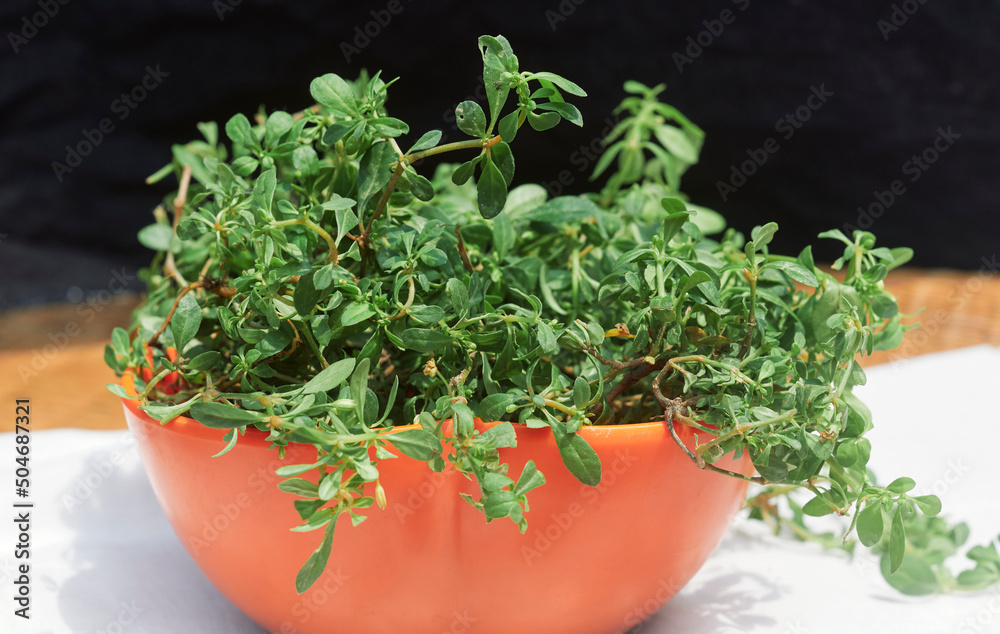 tropical herb Glinus oppositifolius, also known as Gima (or gime) Shak ...