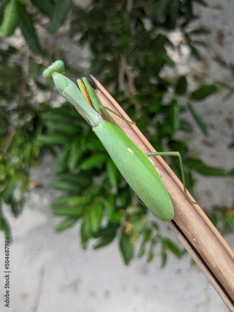 Rhombodera extensicollis is a species of praying mantises in the family ...