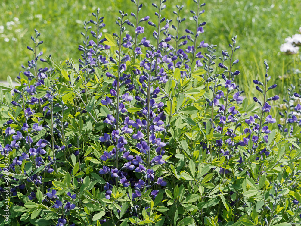 Baptisia australis | Lupin indigo aux grappes de fleurs papilionacées ...