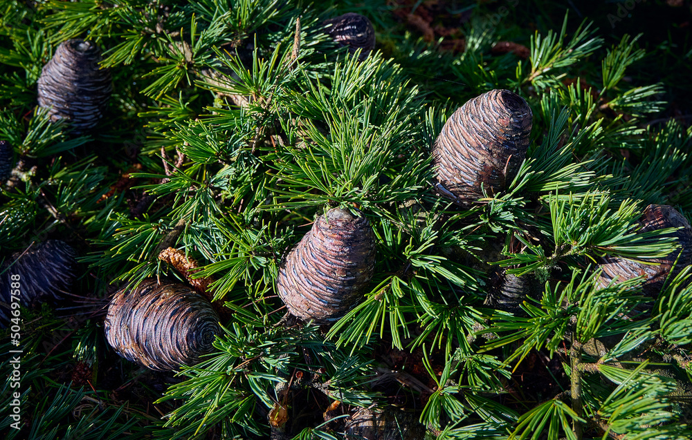 branches with cones of Himalayan cedar (Cedrus deodara, deodar cedar ...