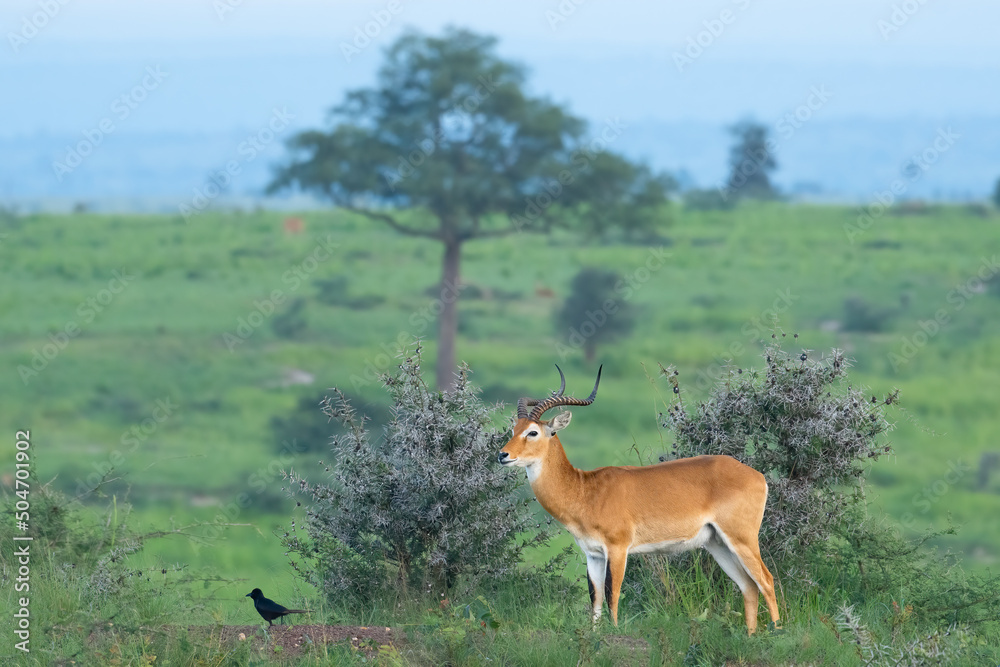 Ugandan kob (Kobus kob thomasi) posing in Murchison Falls National Park ...
