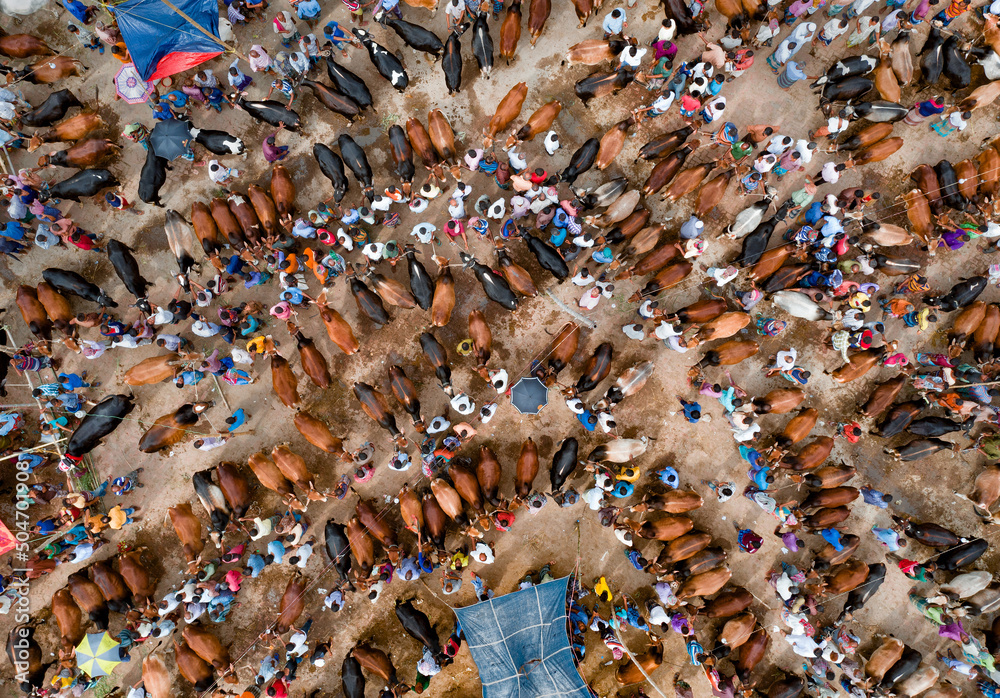 Thousands of cows are lined up to be sold at a bustling cattle market ...