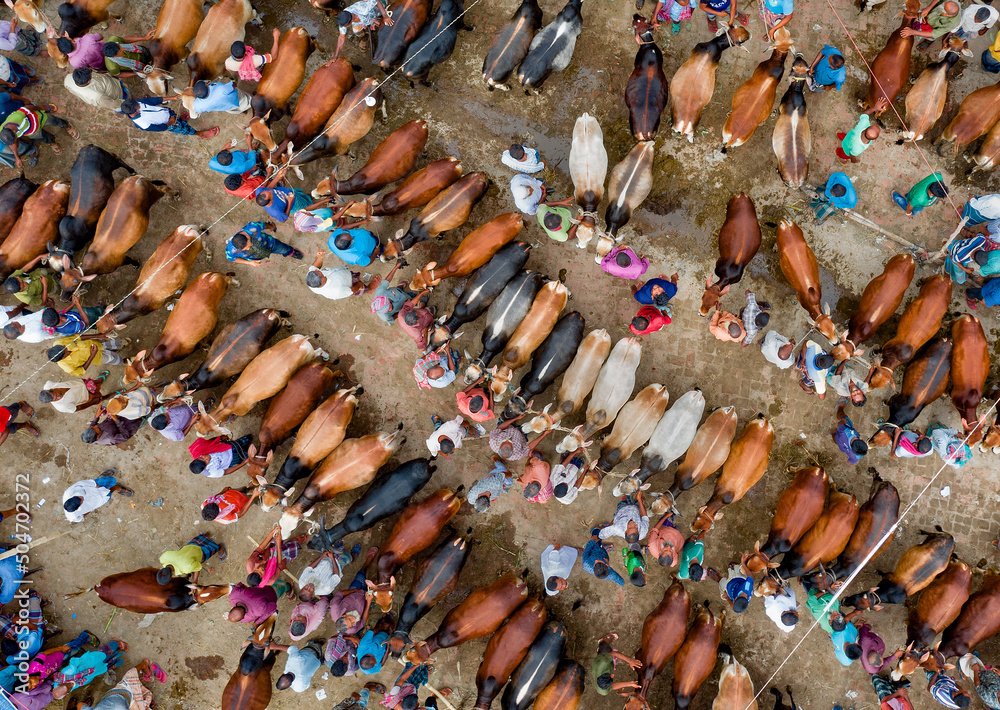 Fototapeta Thousands of cows are lined up to be sold at a bustling ...