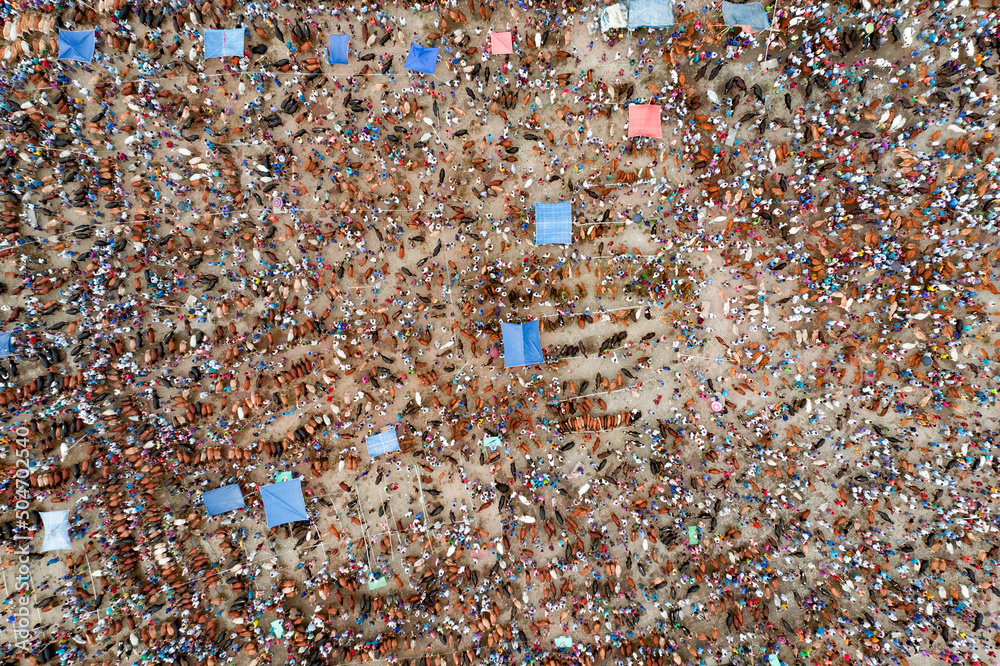 Thousands of cows are lined up to be sold at a bustling cattle market ...