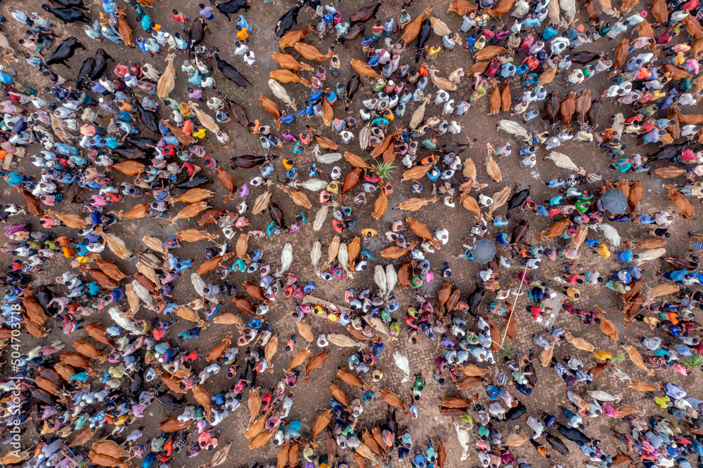 Thousands of cows are lined up to be sold at a bustling cattle market ...