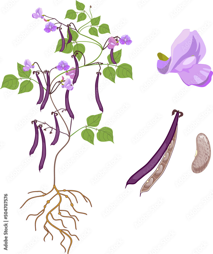 Parts of plant. Morphology of bean plant with purple fruits, flowers ...