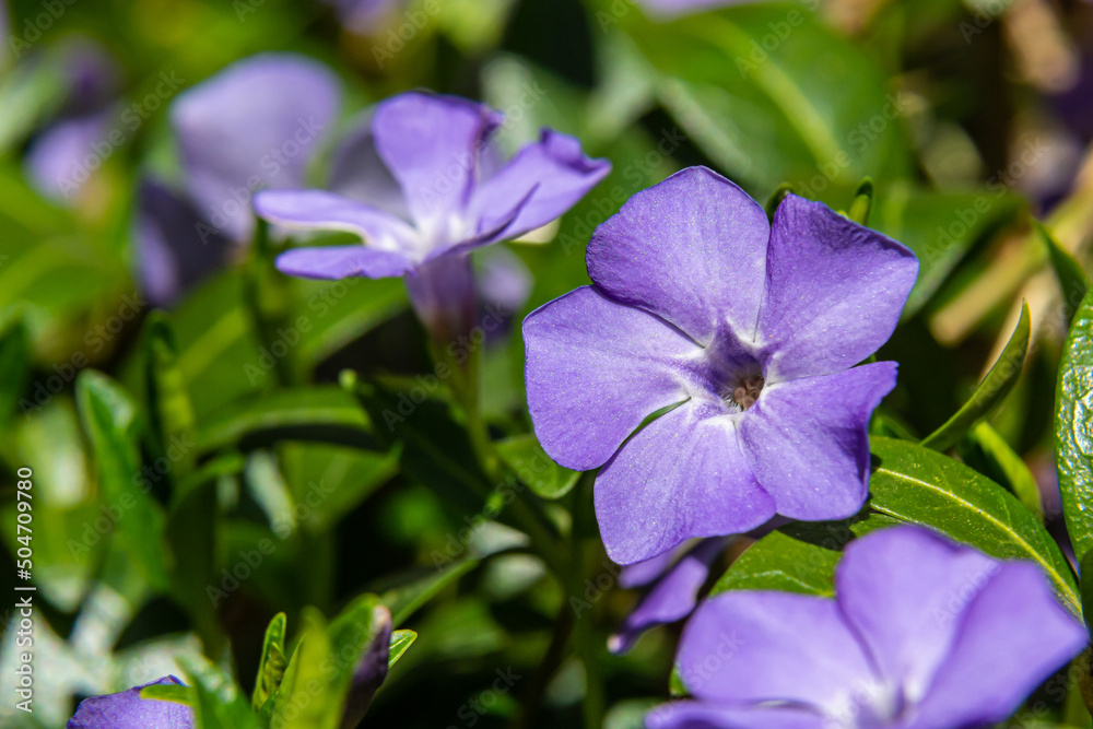 Vinca Minor Leaves