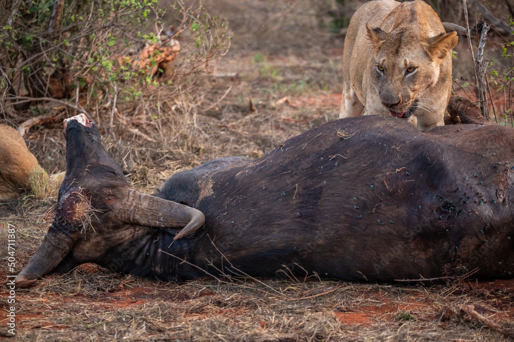 Lion kills water buffalo in Kenya, Africa. A breakfast of a lion ...