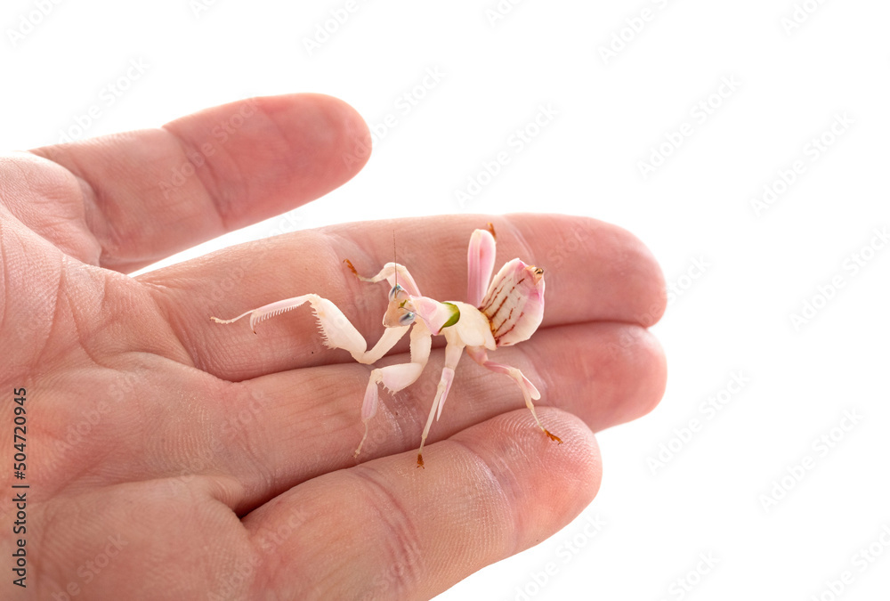 Hymenopus coronatus in studio Stock Photo | Adobe Stock