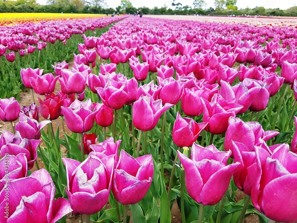 Norfolk Tulips | UK Tulips | British Tulips | Tulips for Tapping 2022 ...