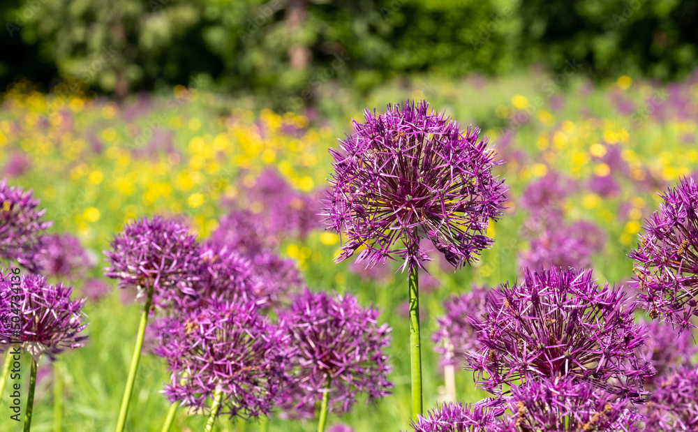 Cluster of purple allium flowers on tall stems growing in a grassy ...