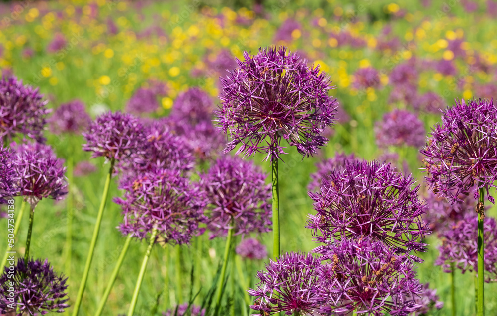 Foto de Cluster of purple allium flowers on tall stems growing in a ...