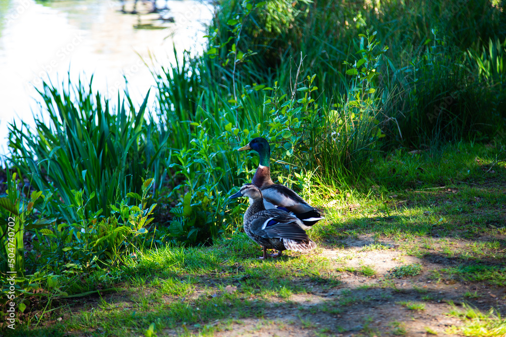 Wesslinger See in Bavaria, nature reserve and biotope Stock Photo ...