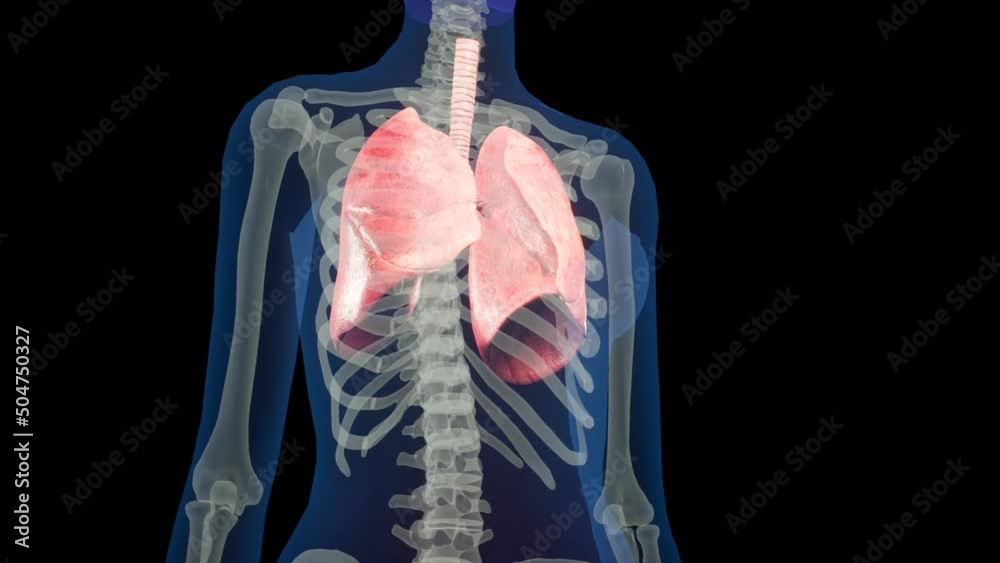 Human Respiratory System Lungs Anatomy Animation Concept. 3D Stock ...