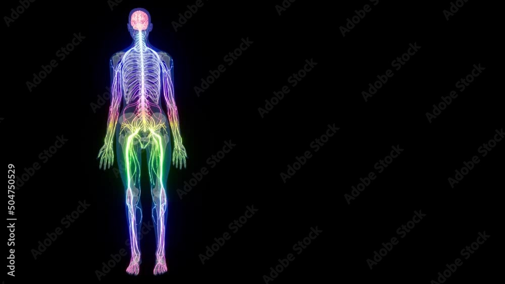 Central Organ of Human Nervous System Brain Anatomy. Human Central ...