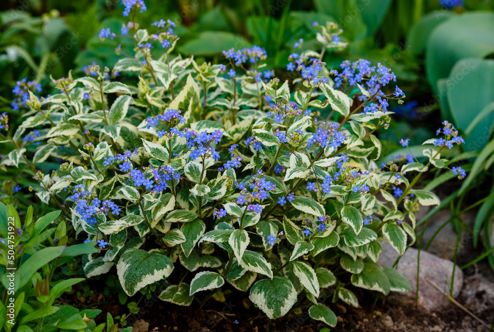 Brunnera Macrophylla Variegata