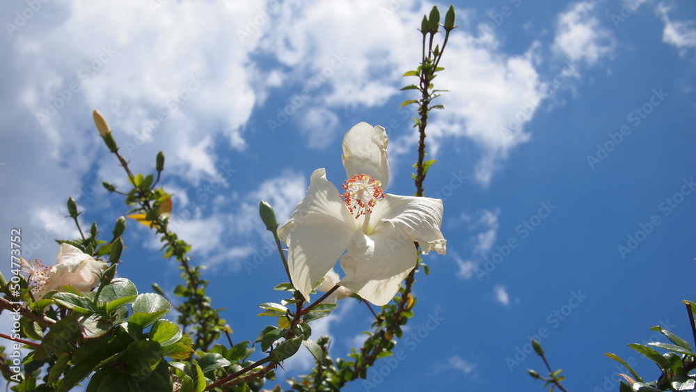 White flower of Chinese hibiscus, China rose, Hawaiian hibiscus, rose ...