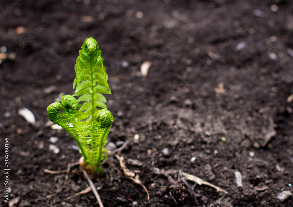 leaf-shaped organ (shoot) of ferns and some extinct primitive ...