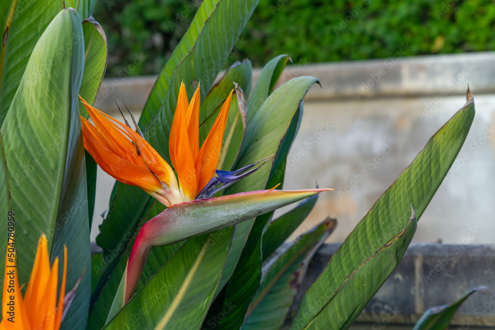Strelitzia reginae, commonly known as the crane flower or bird of ...