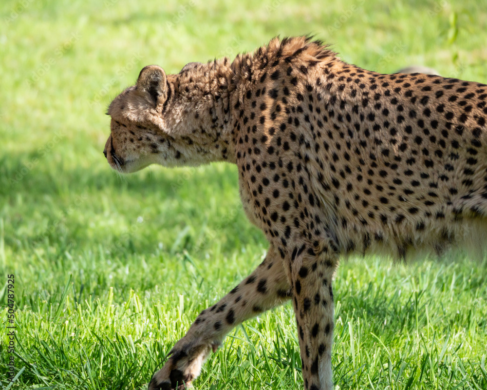 Gepard Stock Photo | Adobe Stock