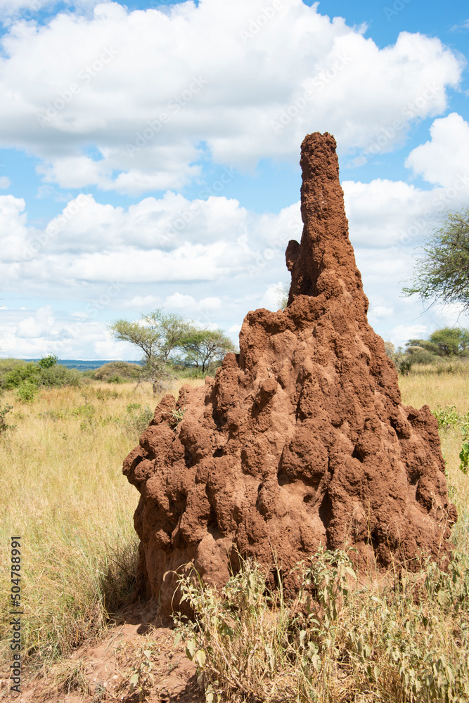 African mound-building termites build towering mounds, nests or castles ...