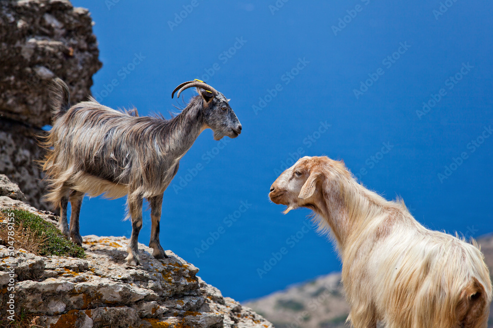 Wild Goats Stock Photo | Adobe Stock