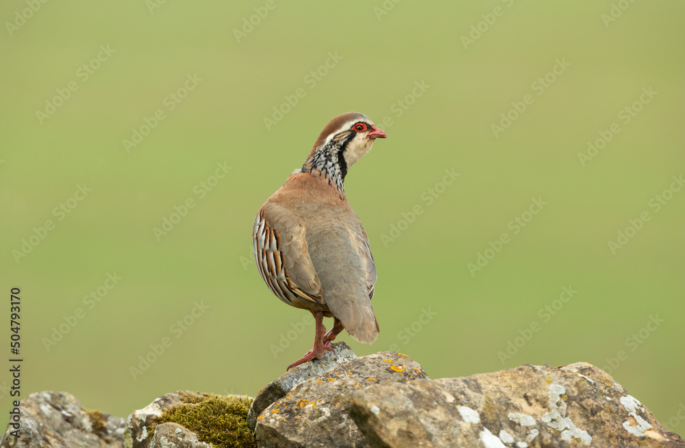 Close up of a Red-legged or French partridge stood on a lichen covered ...