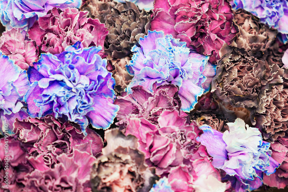 Floral background, different color carnation dianthus. Carnations Black ...