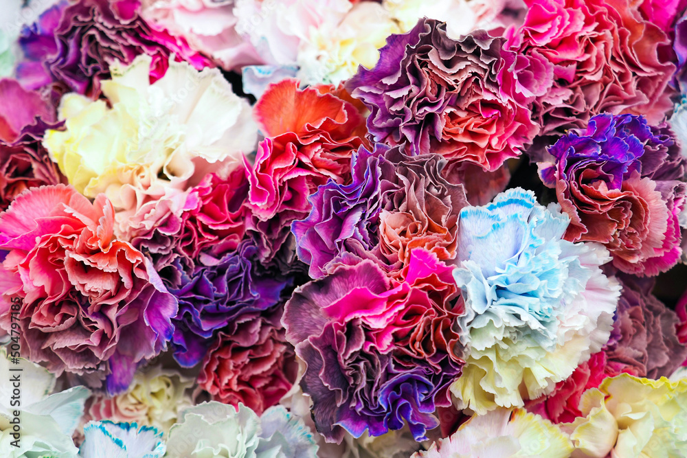 Rare colors of Dianthus, bouqet, top view. Carnation dianthus mix ...