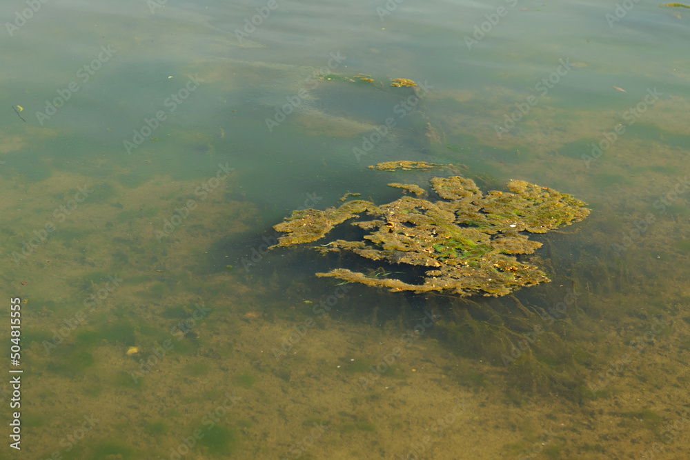 Bacteria In Lake Water