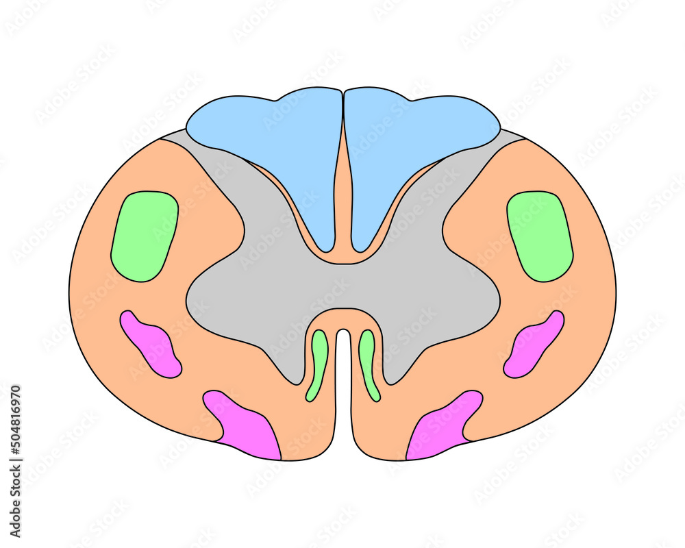 Scientific Designing of Spinal Cord Anatomy. Cervical Spinal Cord ...