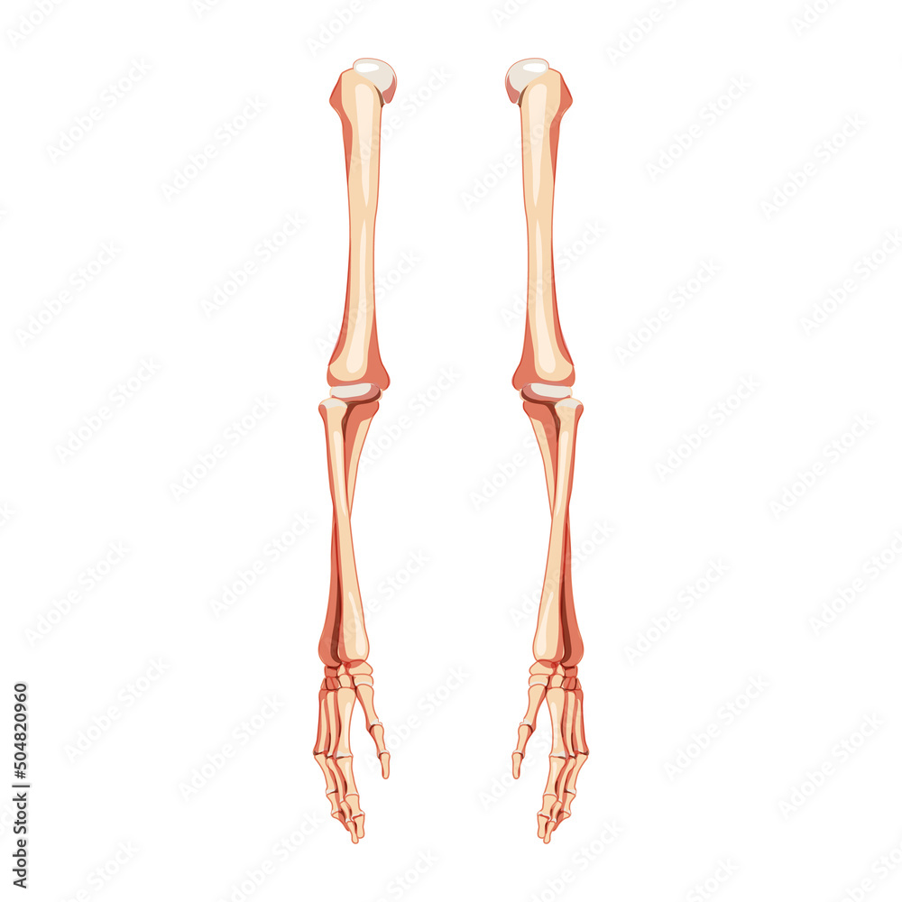 Arms Skeleton Human front Anterior ventral view. Set of hands, forearms ...