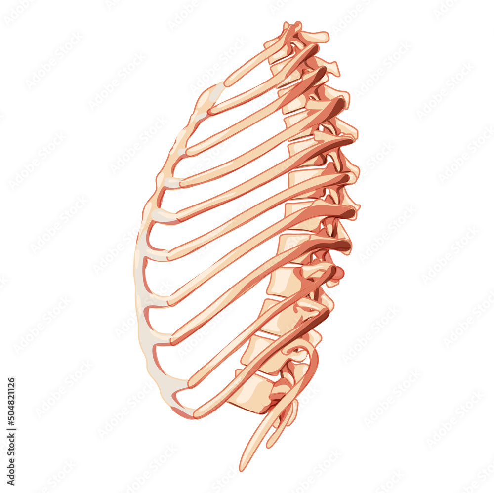 Rib cage Skeleton Human bones system side view. Realistic Chest ...