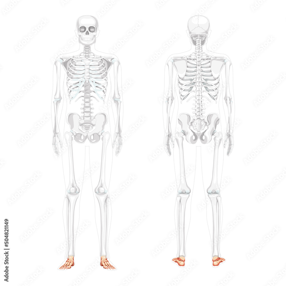 Foot and ankle Bones Skeleton Human front back view with partly ...