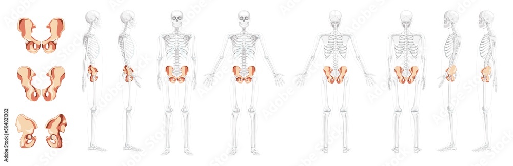 Poster Set of Skeleton Pelvis hip bone Human front back side view with ...